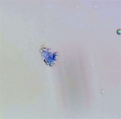 Microscopy In Brewing Applications And Advantages Proxima