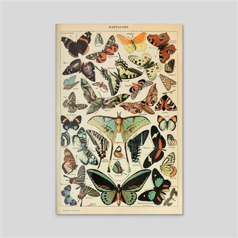 Vintage Flying Insects Classic Aesthetic Spider Retro Old Insect