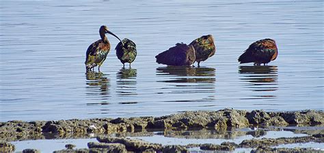 The Mono Basins Top 10 August Birds