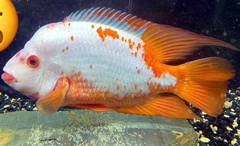 Red Devil Cichlid Care Guide Solahart Handal