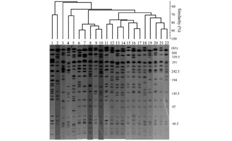 Dendrogram Of Xbai Digested Representative Pfge Patterns H1 To H22 Of