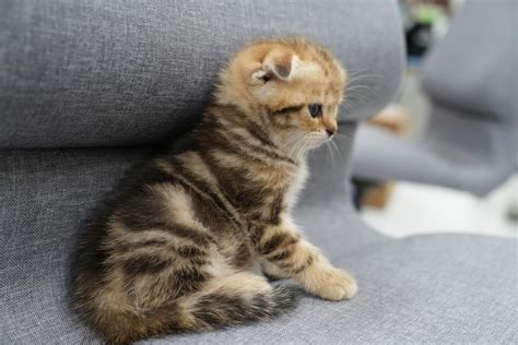 ลูกแมว เพศเมียอายุ1เดือนครึ่ง ผสมบริติช สก๊อตติช Ennxo