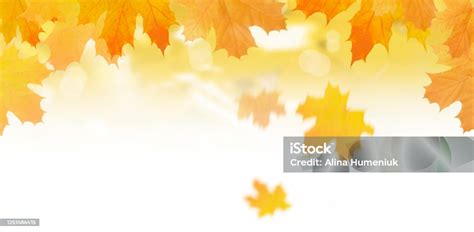 단풍 나무 잎과 복사 공간이있는 노란색 오렌지 가을 배너 노란색 잎 프레임 0명에 대한 스톡 사진 및 기타 이미지 0명 10월 11월 Istock