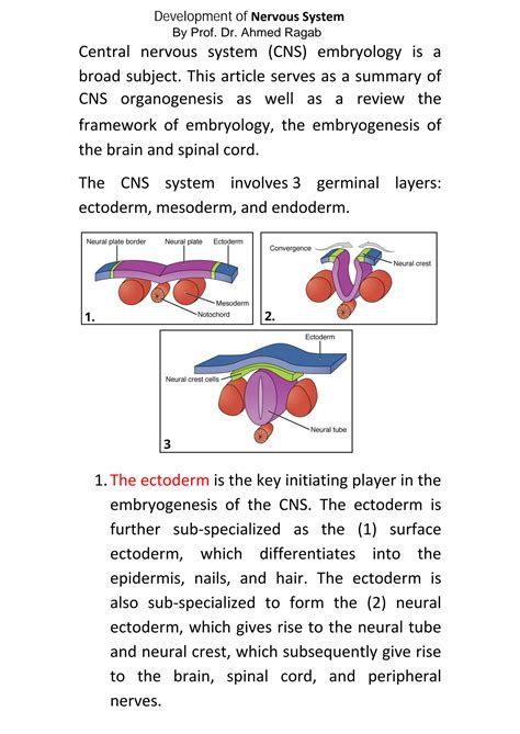 Solution Development Of Nervous System Studypool