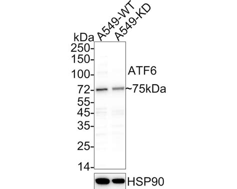 Atf6 Recombinant Mouse Monoclonal Antibody 8d3 R Invitrogen Ma5 56440