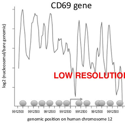2 Typical Microarray Mapping Results Around A Mammalian Transcription Download Scientific