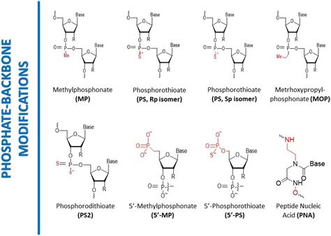 Phosphate Backbone Modification Services Nucleic Acid Formulation Cd Formulation