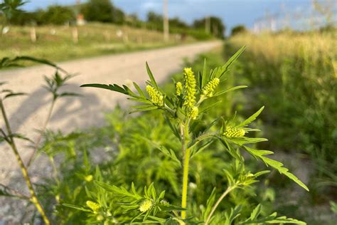 Ragweed Pollen Symptoms