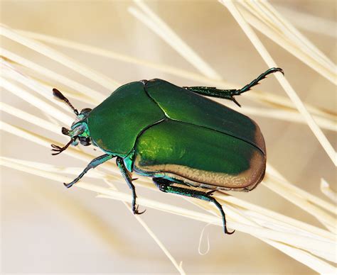 Figeater Beetle Identification Life Cycle Damage Treatment Faqs