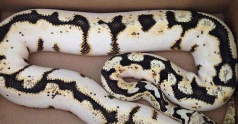 Calibee Ball Python Album On Imgur