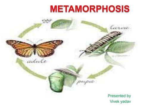 Metamorphosis In Insects Pptpptx Biological Sciences Science