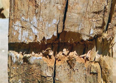 Bullet Penetration In Home Environment Georgia Firearm Forums