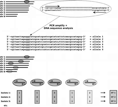 Principle Use Of Multi Locus Sequence Typing MLST A Genomic Download Scientific Diagram