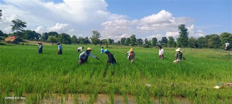 နတ်မောက်မြို့နယ်၌ မိုးစပါးများ ပိုးမွှားရောဂါကာကွယ်ရေး ကပ်ပါးနကျယ်ကောင်များ စုပေါင်းလွှတ်ပေး
