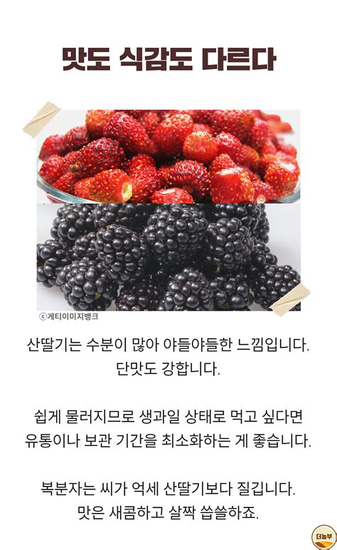 복분자랑 라즈베리는 같은 산딸기일까 네이버 포스트
