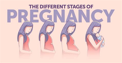 All Stages Of Pregnancy FĒnom Womens Care ® Pregnancy