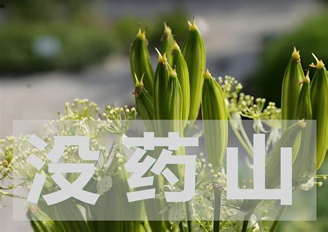 我灵飞翔 Soars My Soul