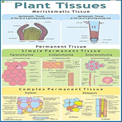 Chart Plant Tissue Price In Kenya