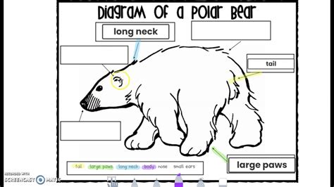 Writers Workshop Diagram Polar Bear Youtube