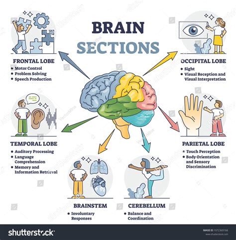 Brain Sections Organ Part Functions Labeled Stock Vector Royalty Free