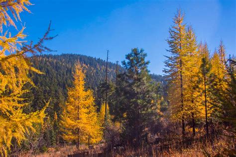 9 Of The Best Larch Varieties For Your Landscape Gardeners Path