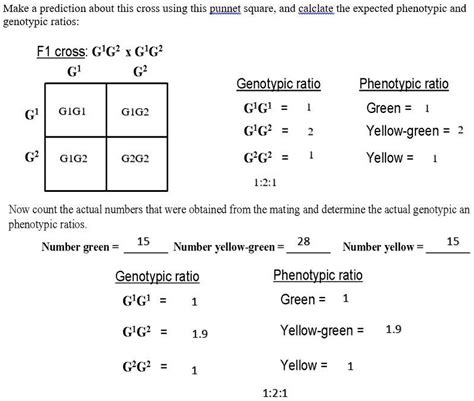 Genotype Ratio