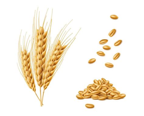 Barley Vector Art Icons And Graphics For Free Download