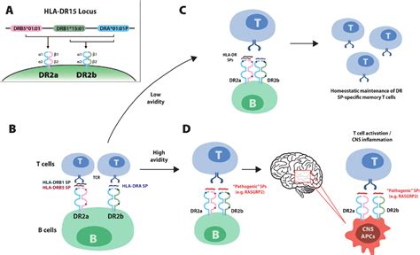 Figure I From Antigen Presentation By B Cells In Multiple Sclerosis Semantic Scholar