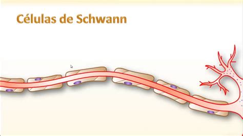 6 Celulas De Schwann Youtube