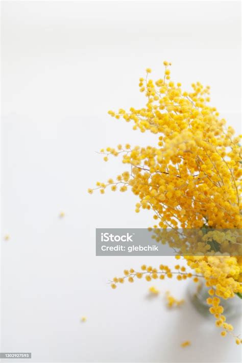 흰색 배경에 노란색 미모사 의 가지 0명에 대한 스톡 사진 및 기타 이미지 0명 3월 계절 Istock