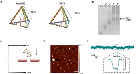 Figure 1 From Dna Scaffold Carrier Assisted Protein Translocation