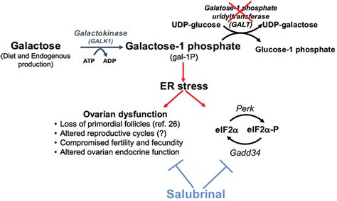 Schematic Representation Of Galt Deficiency Induced Subfertility