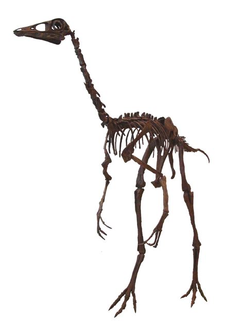 Struthiomimus Dinoland Wiki Fandom