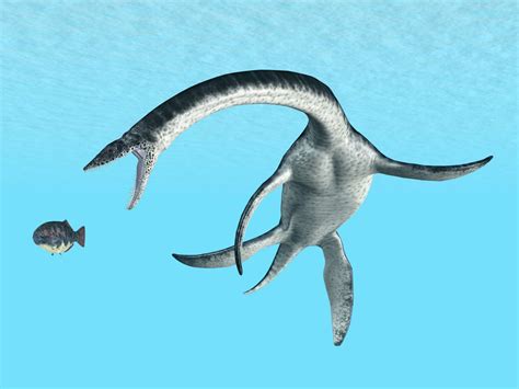 Plesiosaurus Steckbrief And 6 Merkmale Zum Meeressaurier