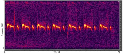 Spectrogram Of A Eurasian Collared Dove Song Consisting Of Seven