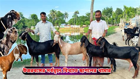 কমদামে আকর্ষণীয় বিগ সুপারহিট খামার উপযোগী সব অরিজিনাল ও ক্রস দুধের