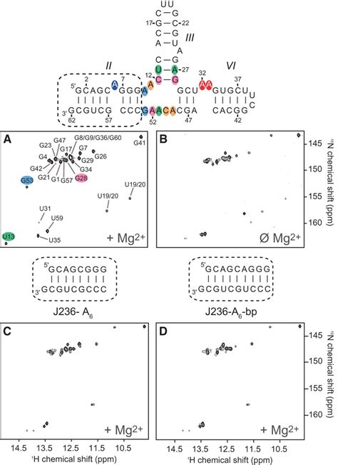 The Nmr Structure Of The Ii Iii Vi Three Way Junction From The Neurospora Vs Ribozyme Reveals A