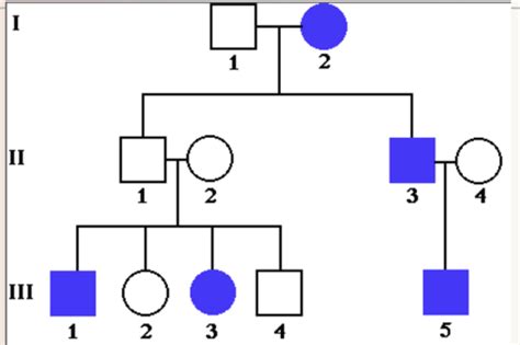 L18 Medical Genetics Ii Flashcards Quizlet