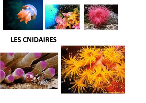 Les Cnidaires