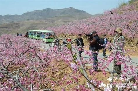 第八屆山東·沂水（泉莊）桃花藝術節將於4月6日隆重開幕！ 每日頭條