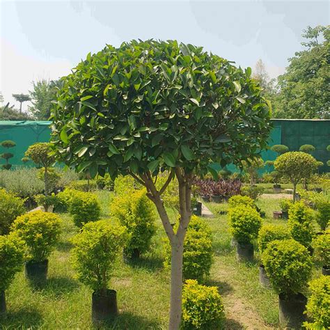 Artificial Ficus Ball Tree At Ann Luongo Blog