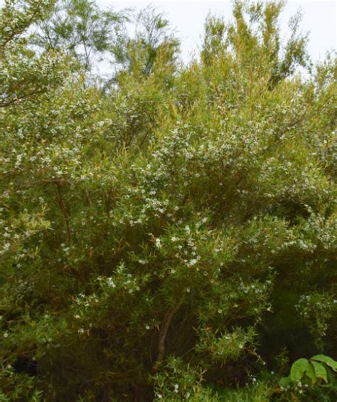Lemon Scented Tea Tree Native Aromatic Shrub Kuranga