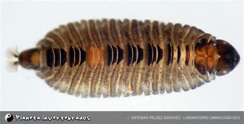 Psychodidae Larvae