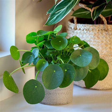 Japanese Money Tree