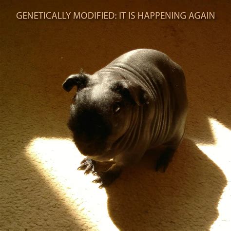 Genetically Modified