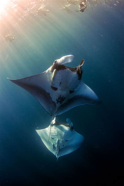 Manta Rays Amazing Moment Manta Rays Aesthetic Reef Manta Ray Manta