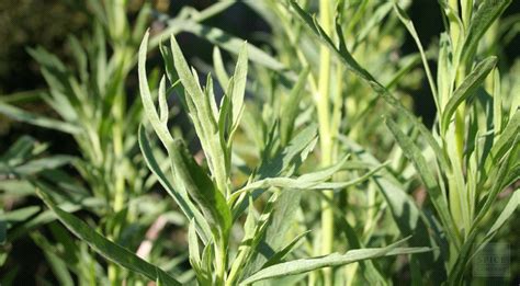 Wholesale Tarragon Monterey Bay Herb Co