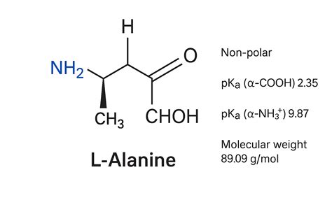 Alanine Structure And Applications