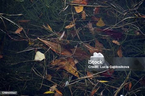 청량 음료에서 플라스틱 병과 오래된 마른 나무 잎과 나무 나뭇 가지와 같은 유기 폐기물로 강의 오염 루체른에 대한 스톡 사진 및 기타 이미지 Istock