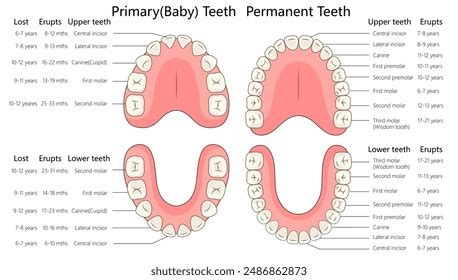 Primary Teeth Numbering Chart Jaypeedigital Ebook Reader